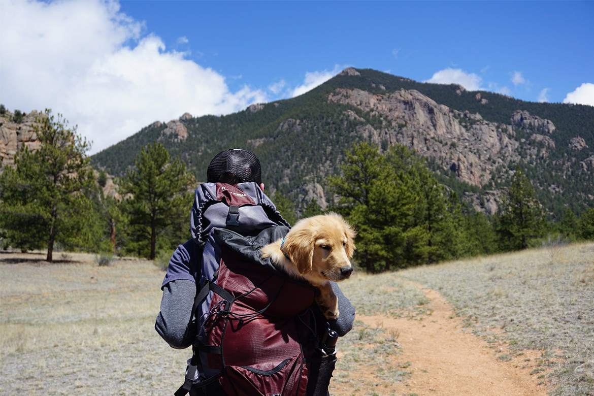Precautions To Take While Traveling With Pets – WomensByte Precautions To Take While Traveling With Pets – WomensByte